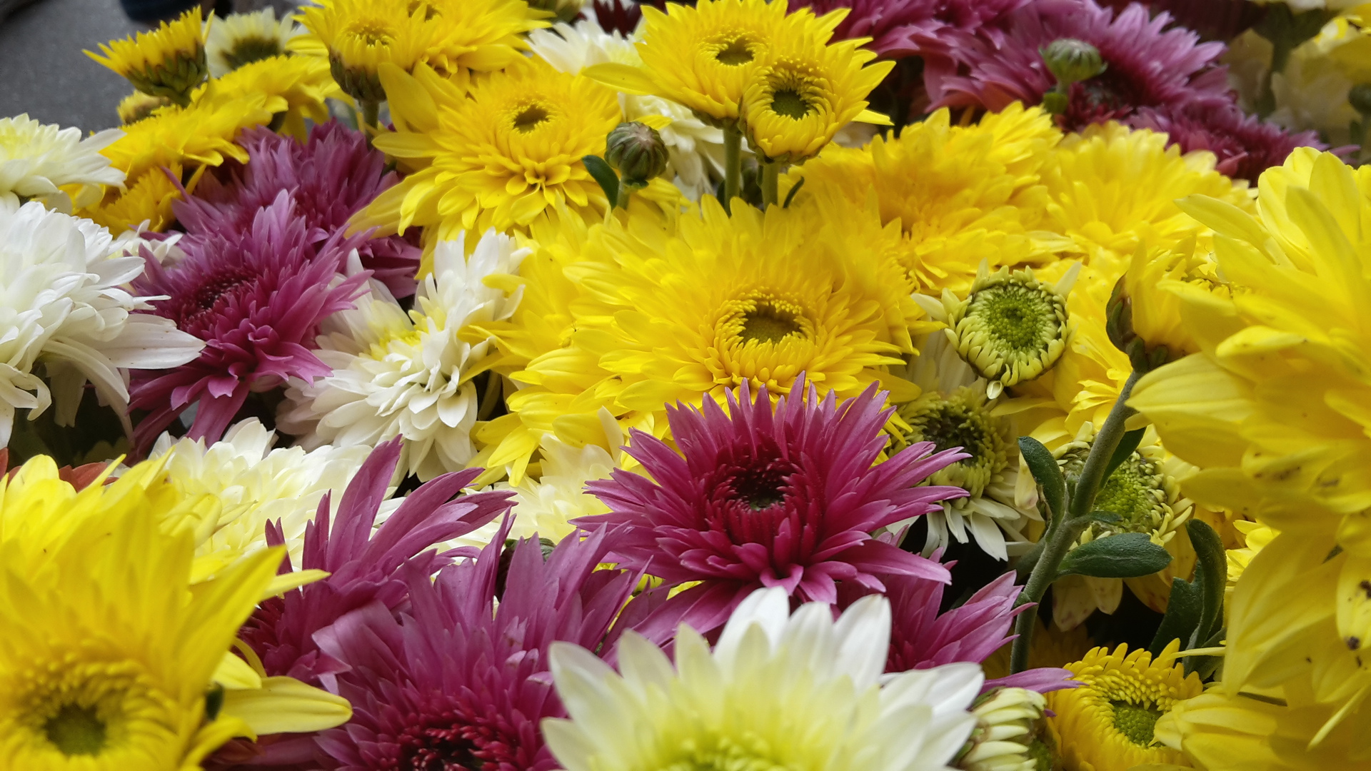 Chrysanthemen – Blumen und Gärtnerei Bräutigam