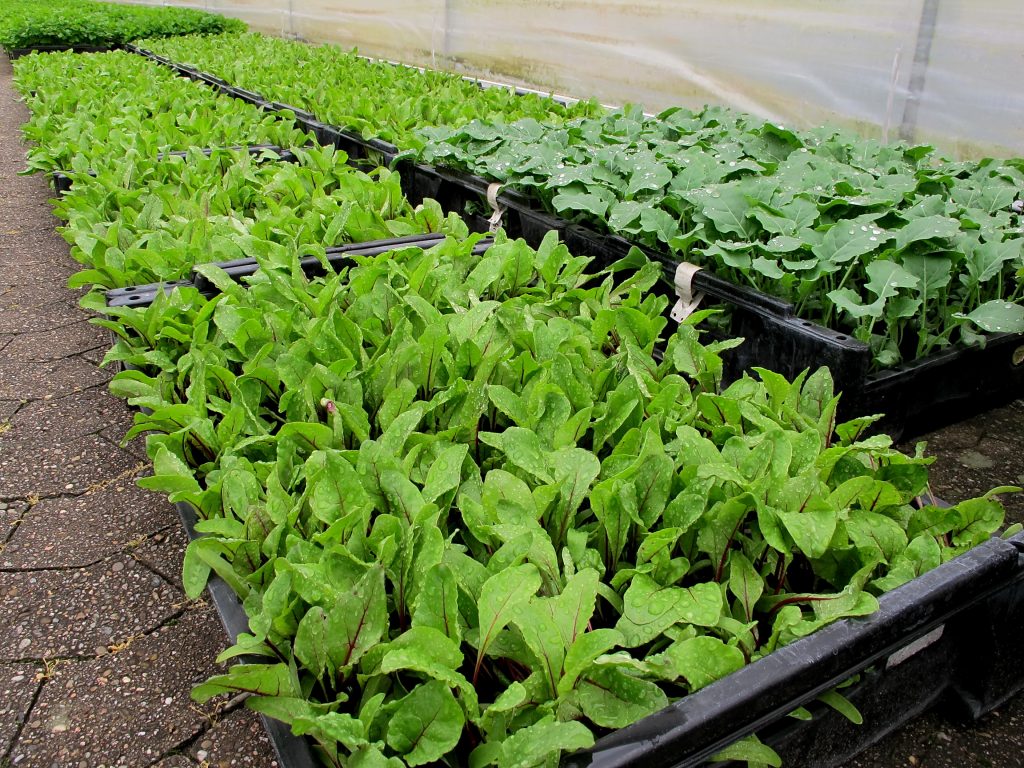 Gemüse Setzlinge – Blumen Bräutigam